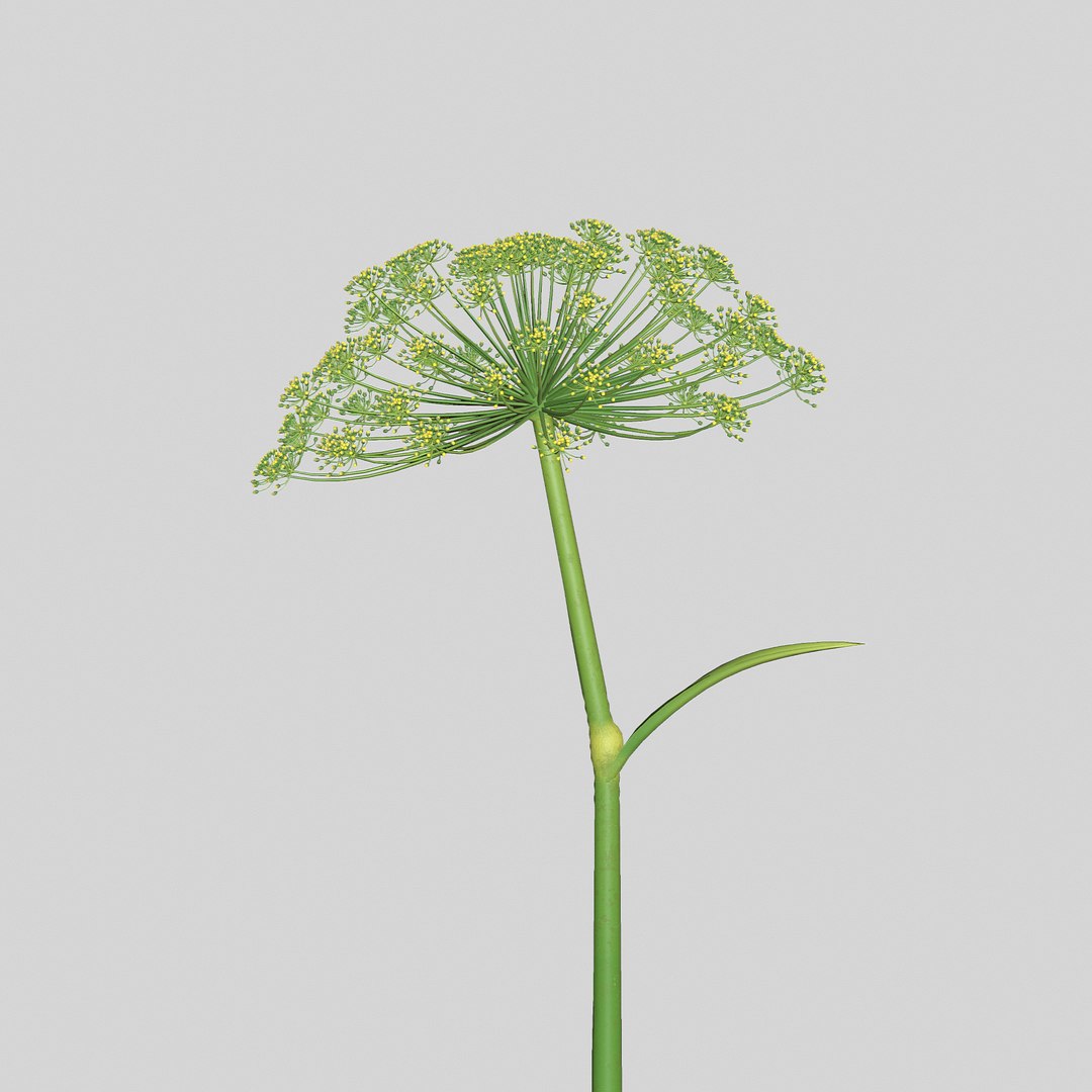 Dill Flower 3D Model - TurboSquid 1962282