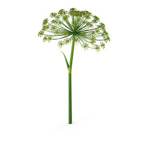 3D Dill Models - Browse & Download Formats - TurboSquid