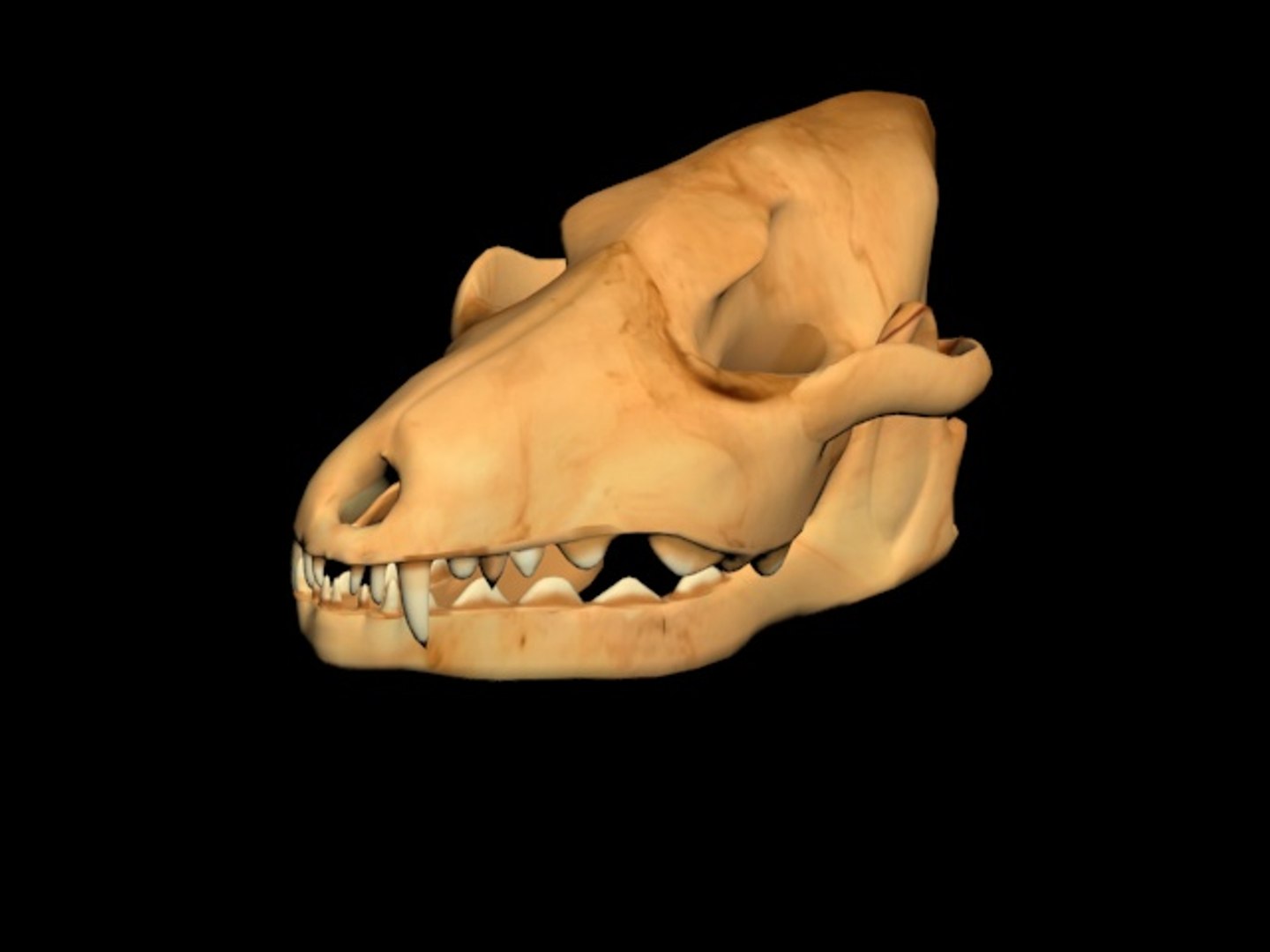Dog Skull 3D - TurboSquid 1587662