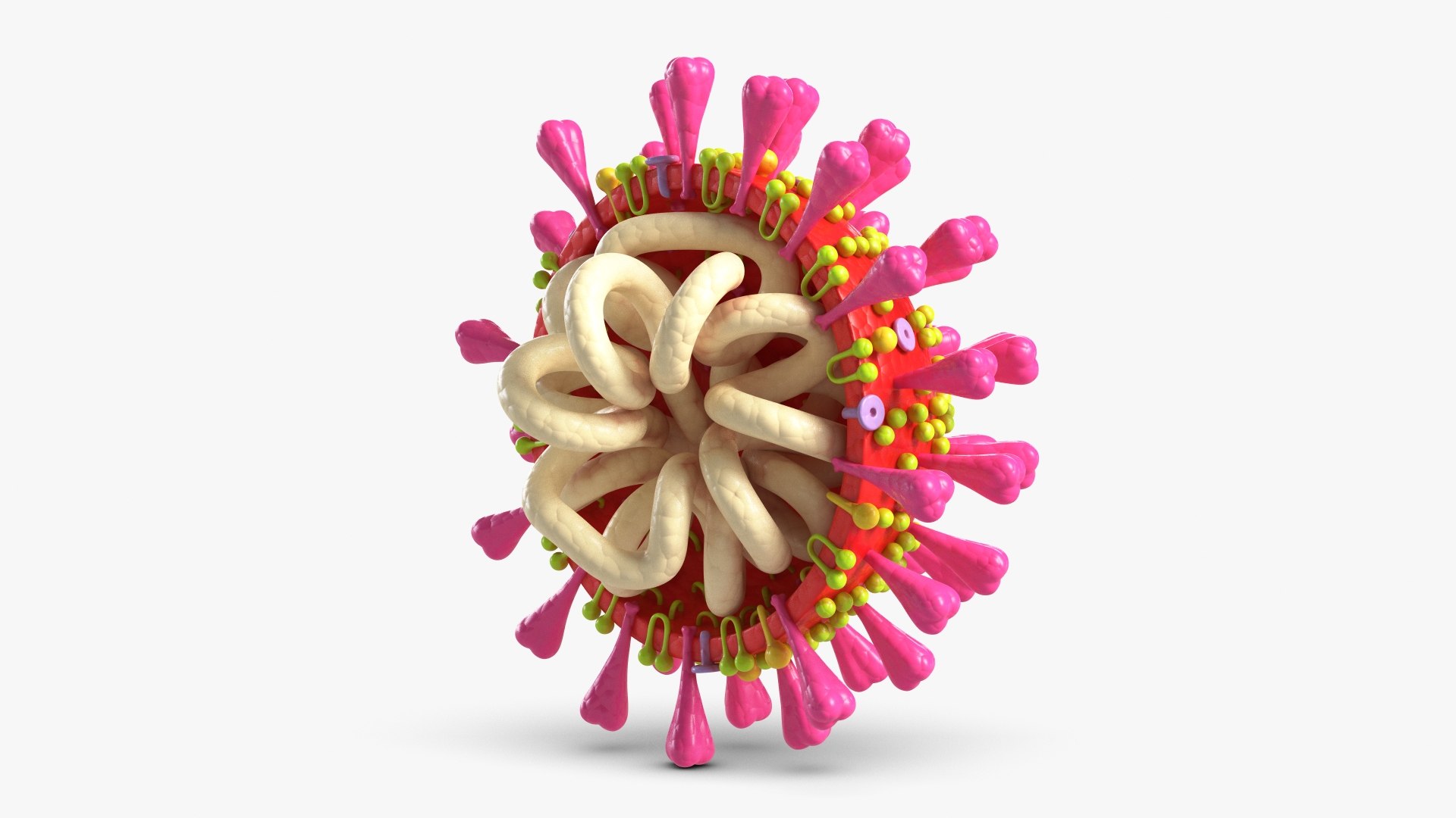 3D Model Coronavirus Cross Section - TurboSquid 1536927