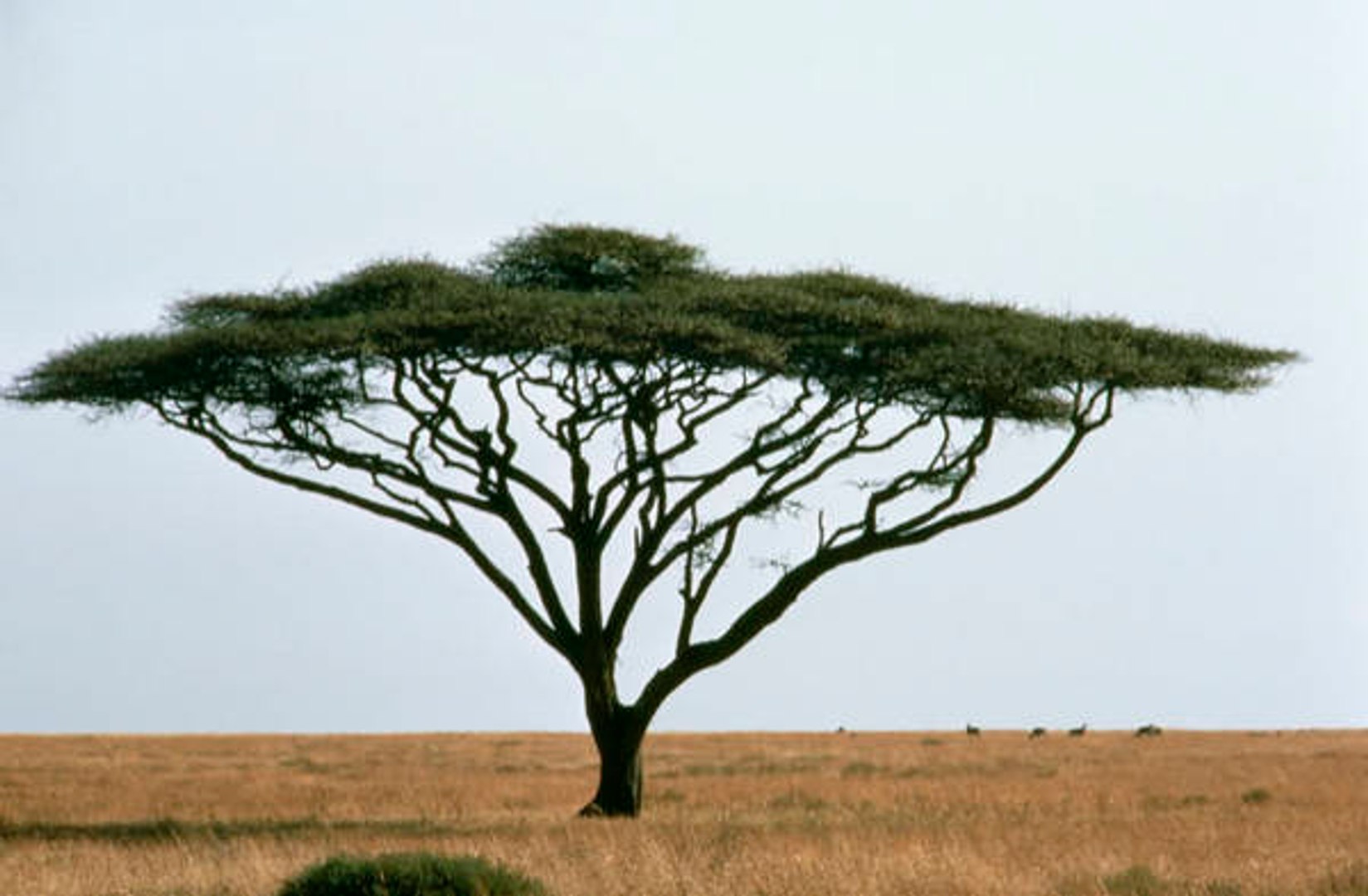 African Tree Blend Free