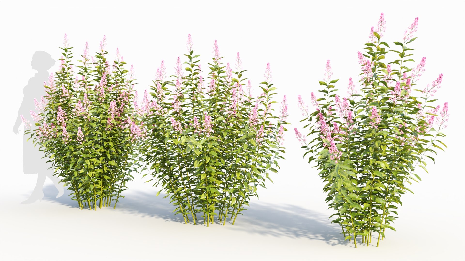 Spiraea Alb A 3D Model - TurboSquid 2207935