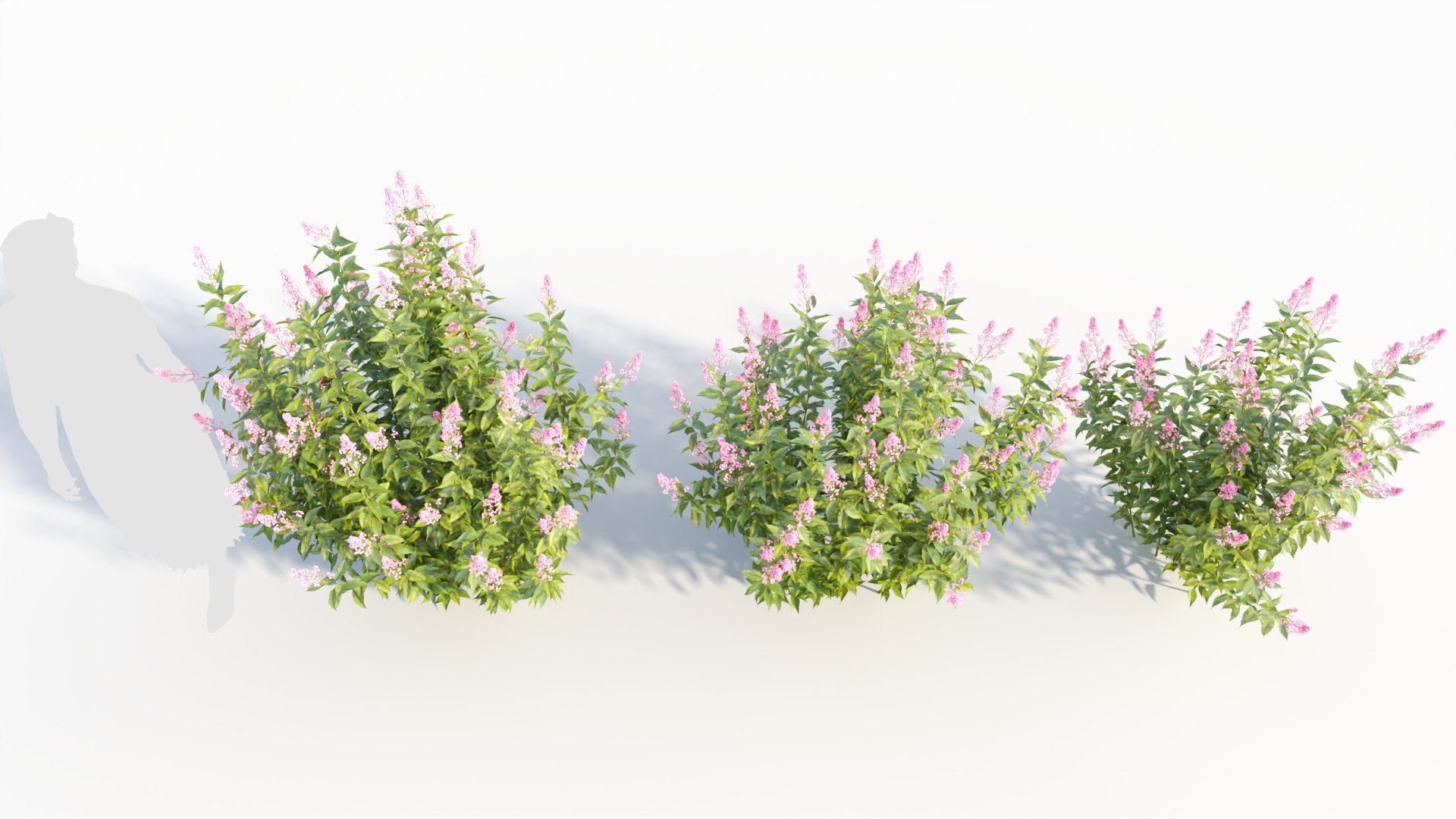 Spiraea Alb A 3D Model - TurboSquid 2207935