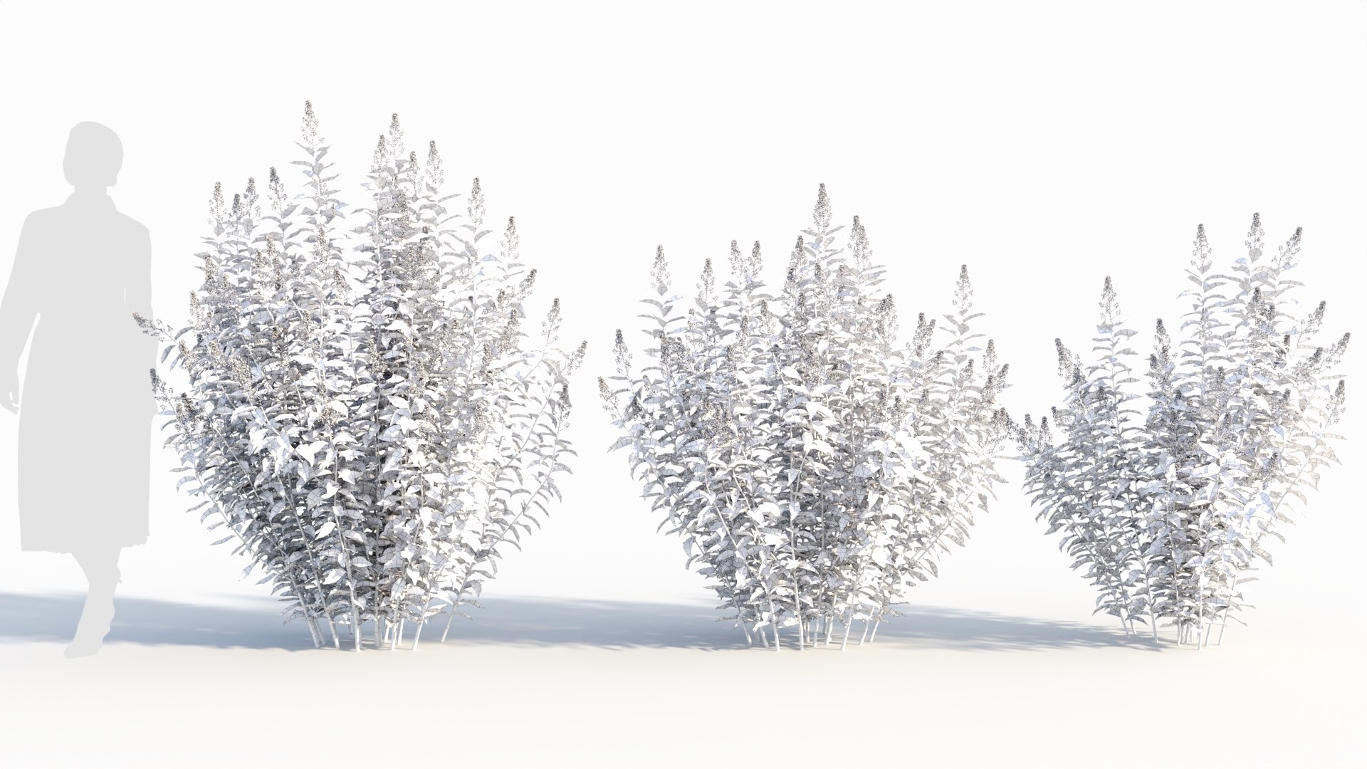 Spiraea Alb A 3D Model - TurboSquid 2207935