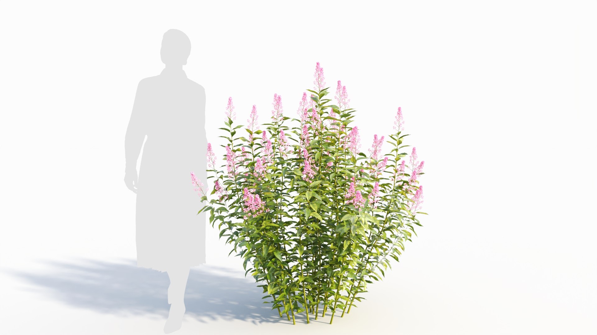 Spiraea Alb A 3D Model - TurboSquid 2207935