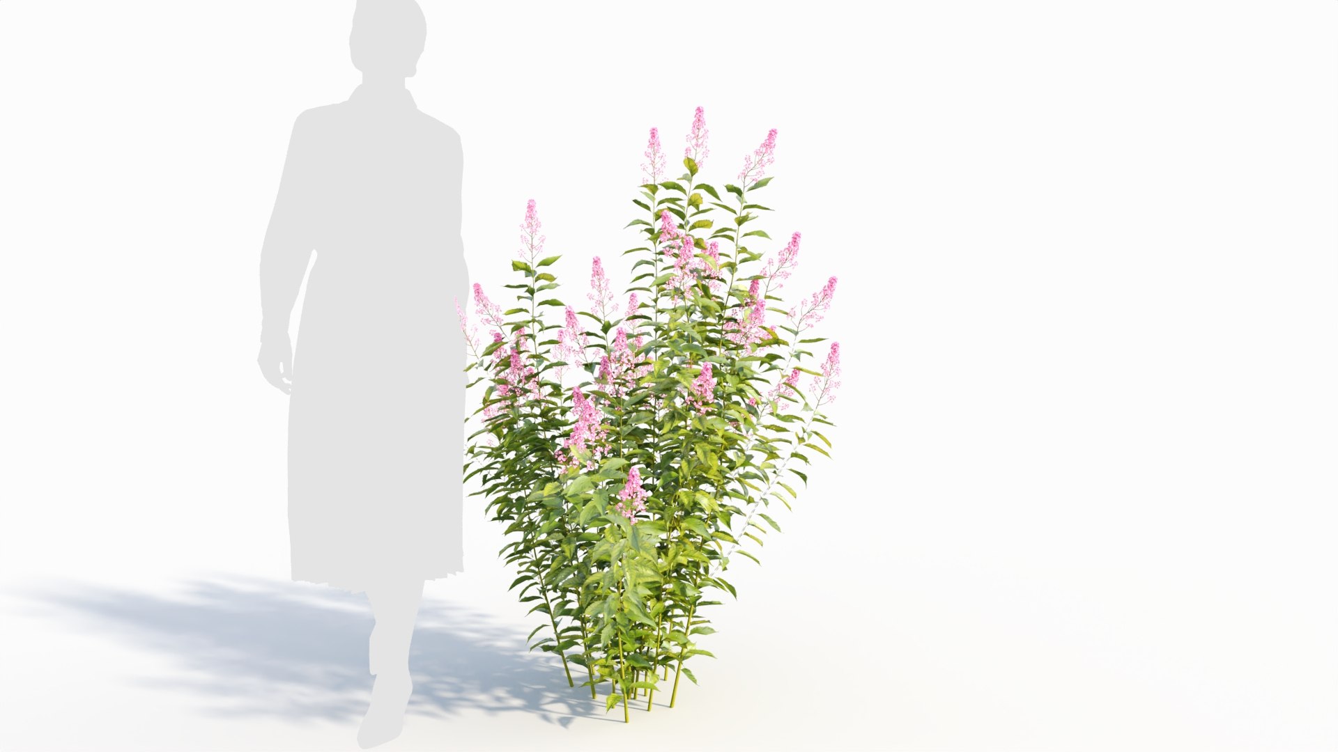 Spiraea Alb A 3D Model - TurboSquid 2207935