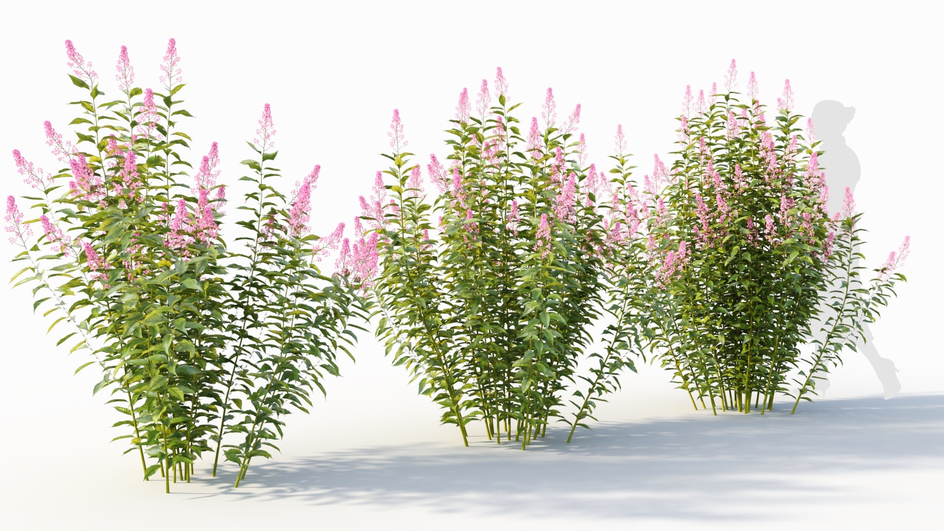 Spiraea Alb A 3D Model - TurboSquid 2207935