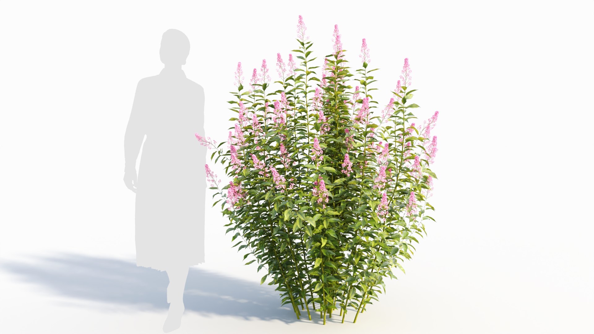 Spiraea Alb A 3D Model - TurboSquid 2207935