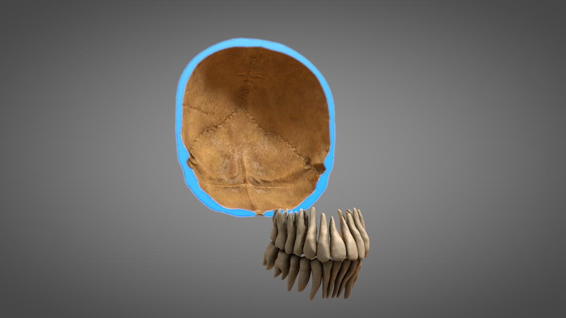 Anatomical Human Skull Teeth 3D Model - TurboSquid 1407871
