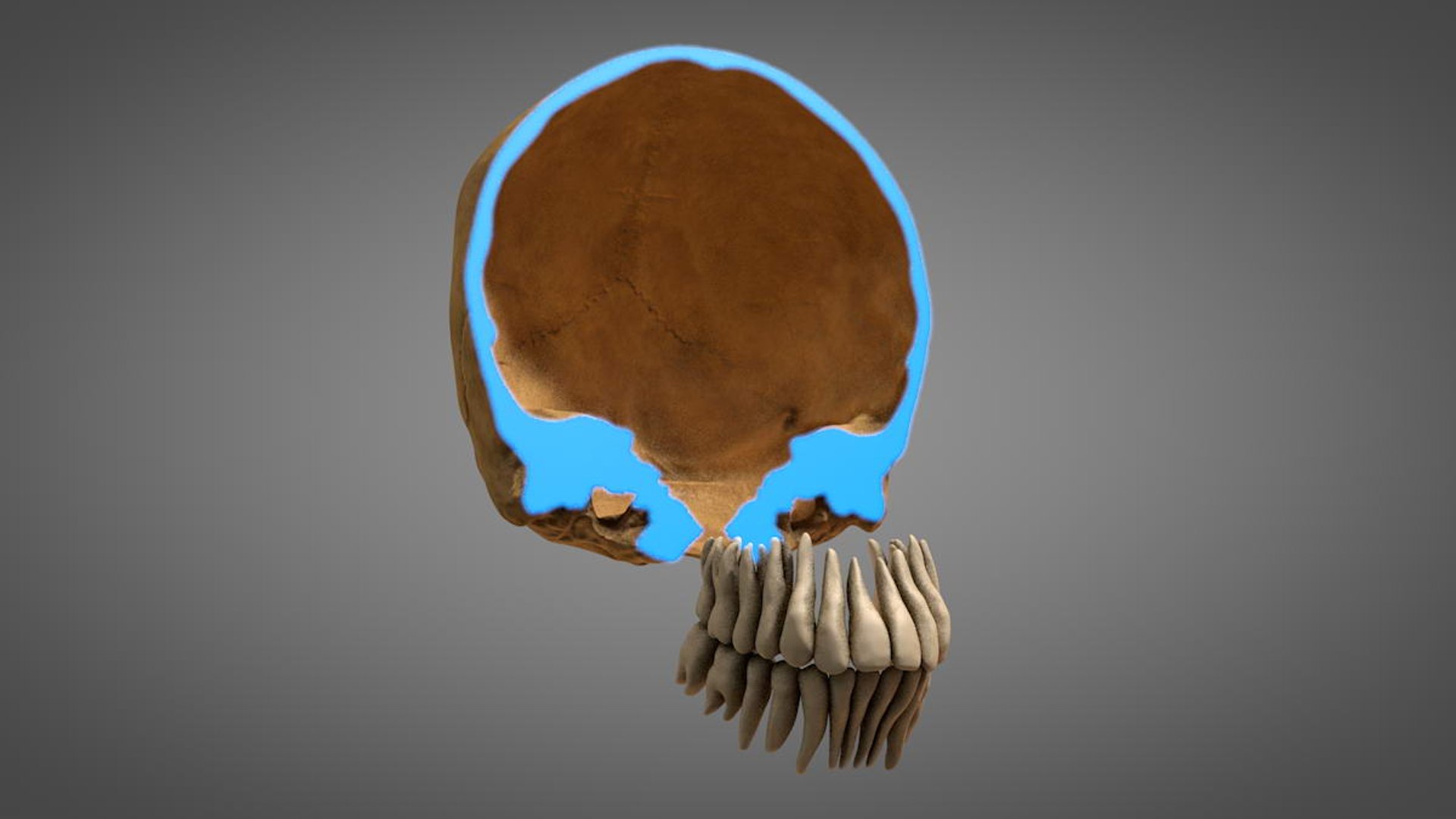 Anatomical Human Skull Teeth 3D Model - TurboSquid 1407871