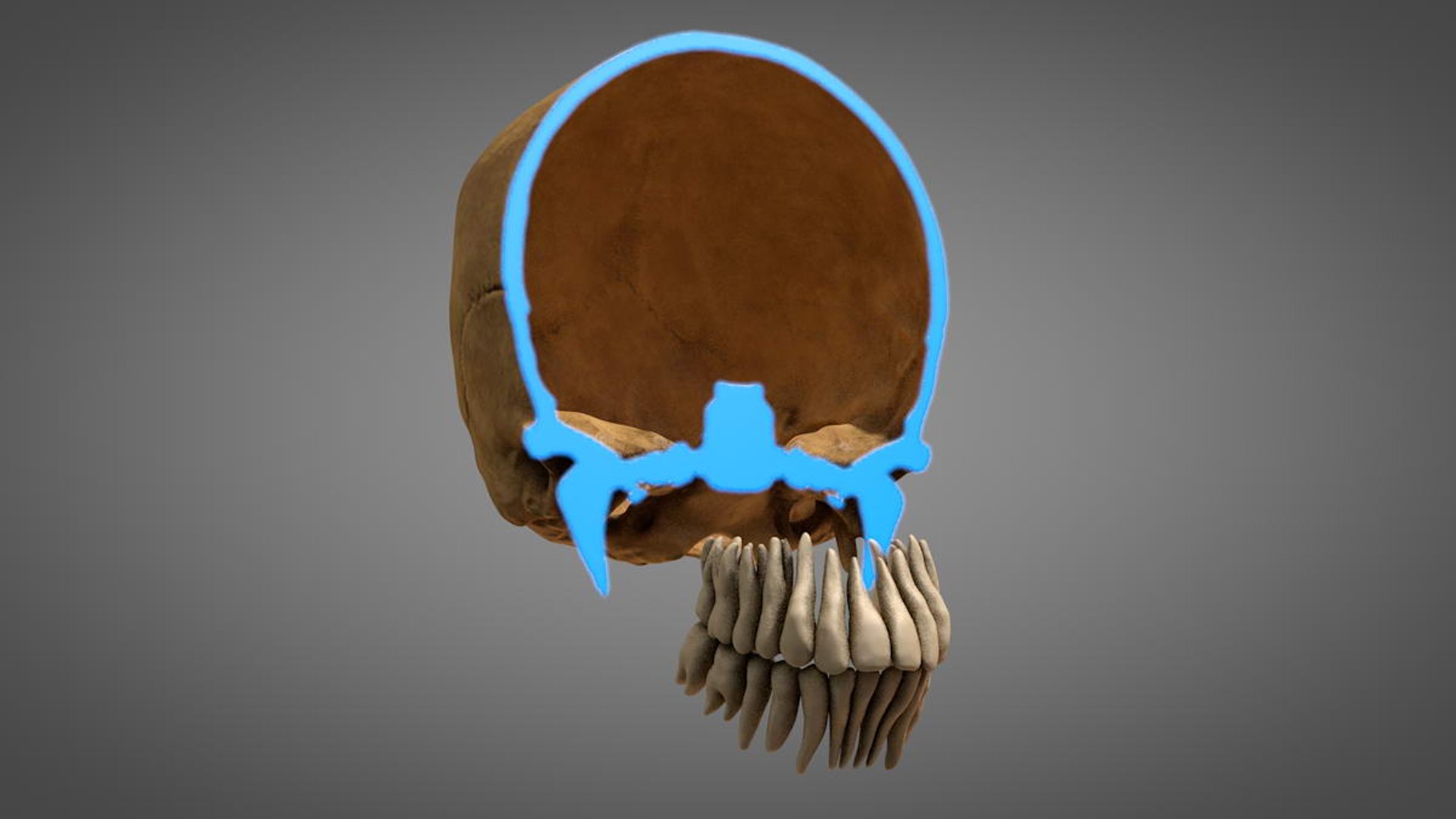 Anatomical Human Skull Teeth 3D Model - TurboSquid 1407871