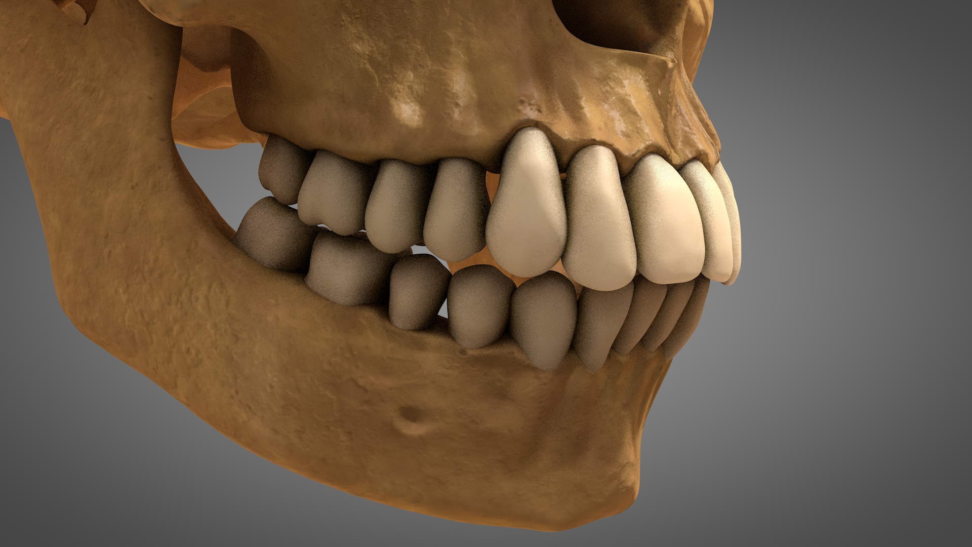 Anatomical human skull teeth 3D model - TurboSquid 1407871