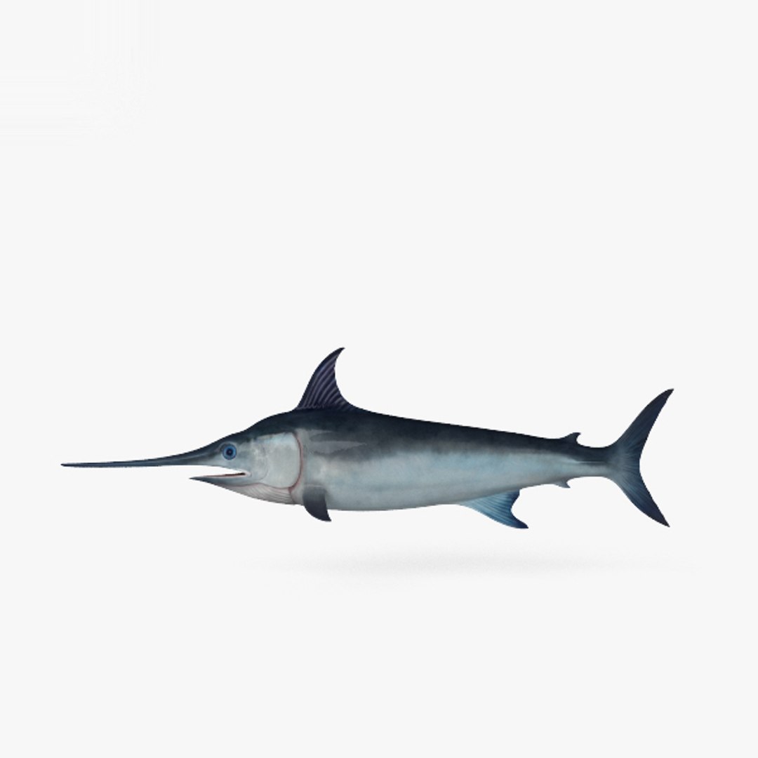 3D Swordfish Fish Model - TurboSquid 1448425