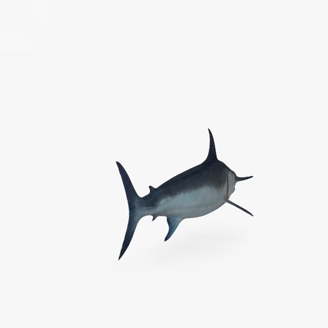 3D Swordfish Fish Model - TurboSquid 1448425