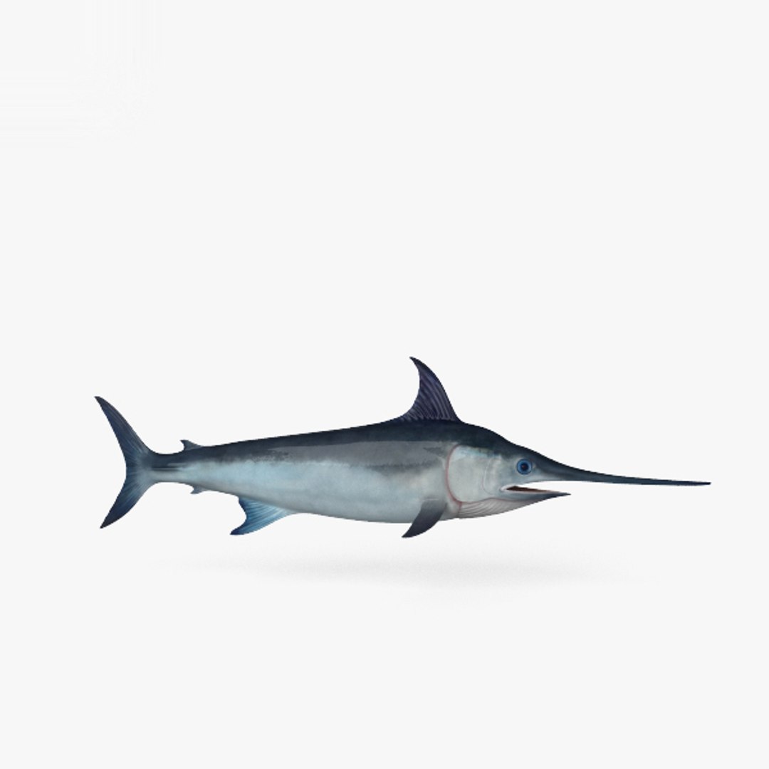 3D Swordfish Fish Model - TurboSquid 1448425