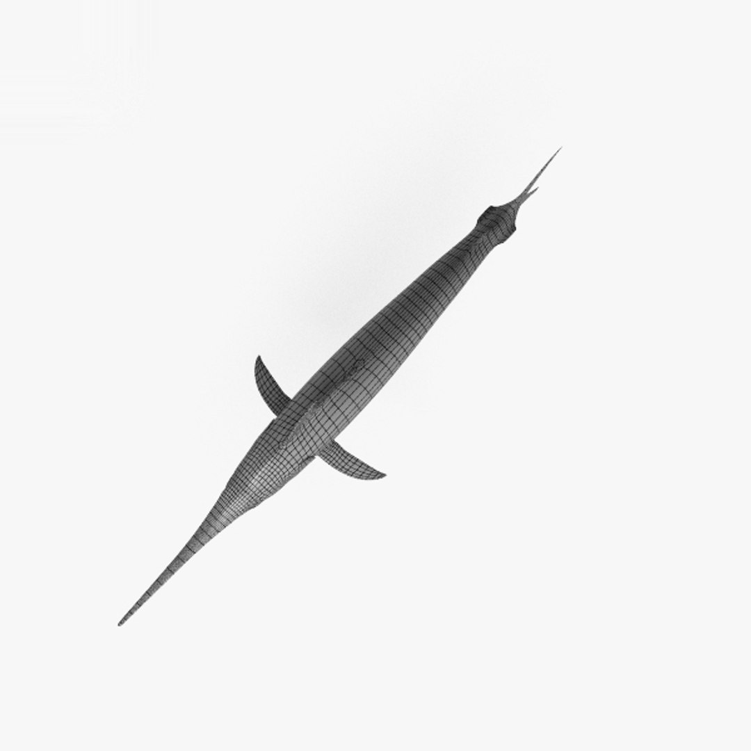 3D Swordfish Fish Model - TurboSquid 1448425