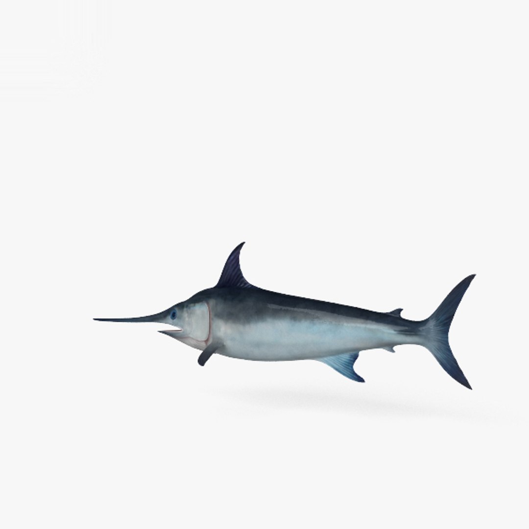 3D Swordfish Fish Model - TurboSquid 1448425