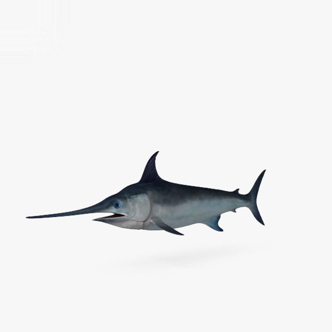 3D Swordfish Fish Model - TurboSquid 1448425