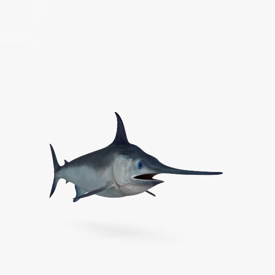 3D Swordfish Fish Model - TurboSquid 1448425