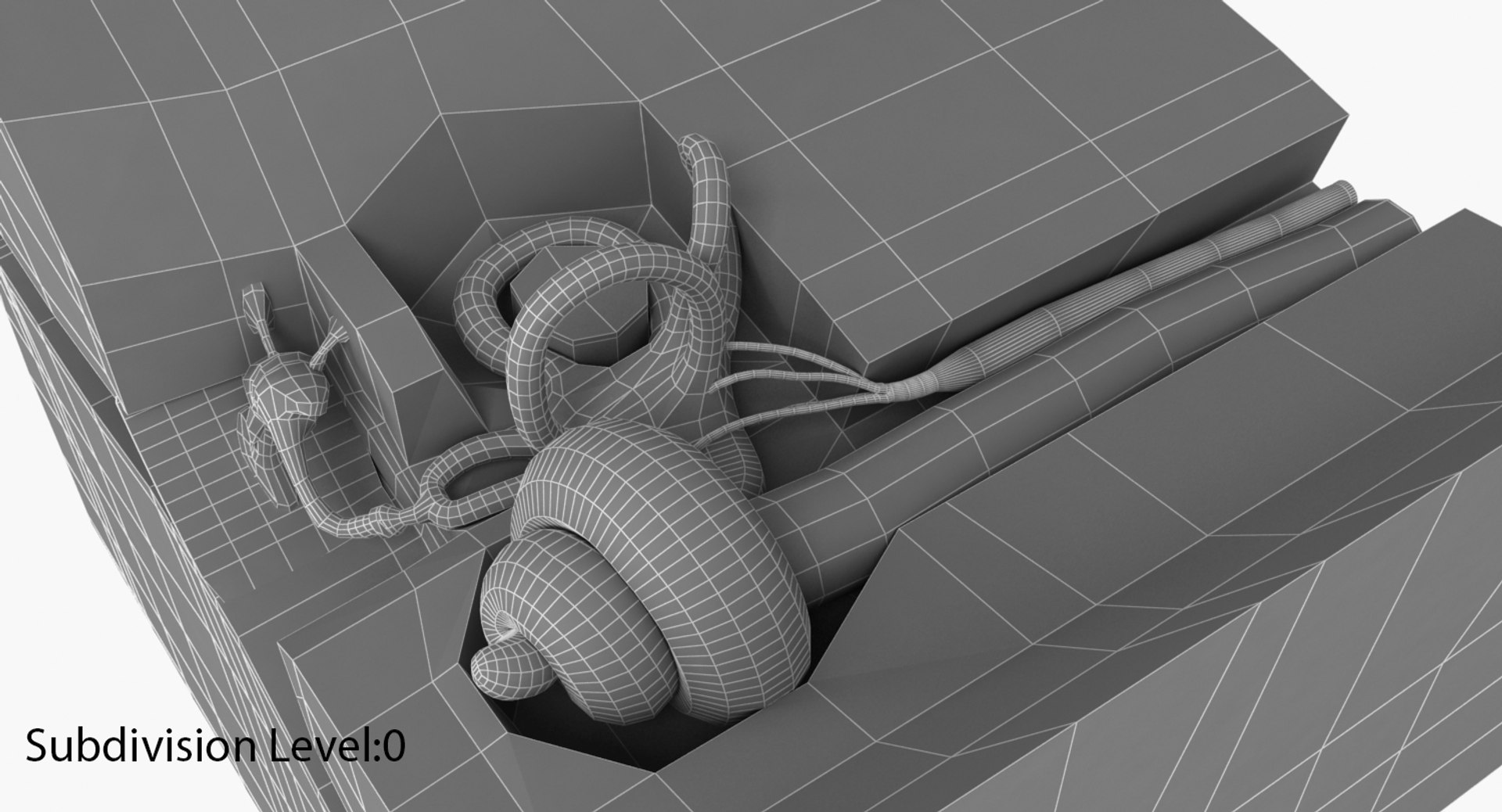 ear anatomy 3d model