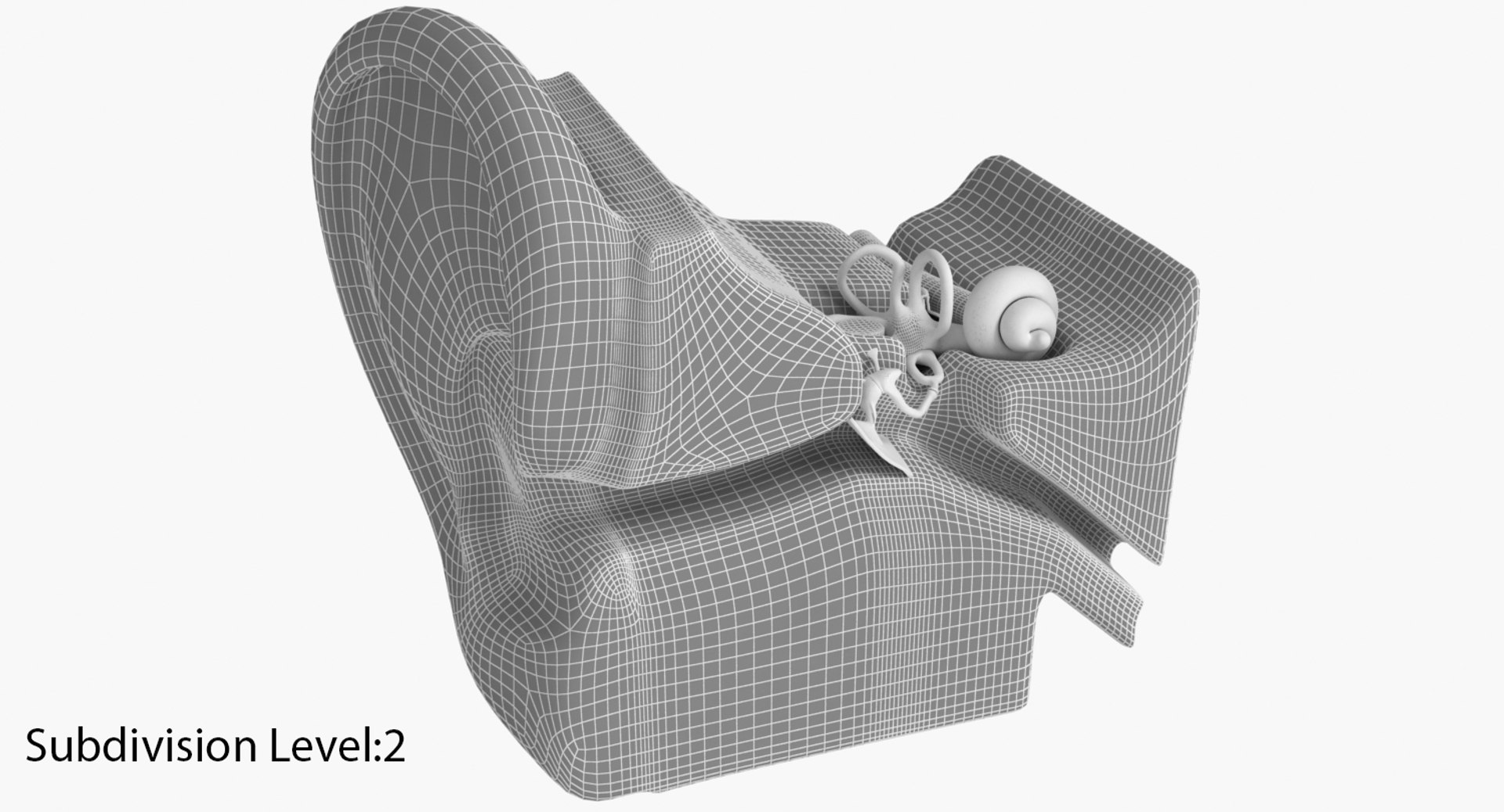 ear anatomy 3d model