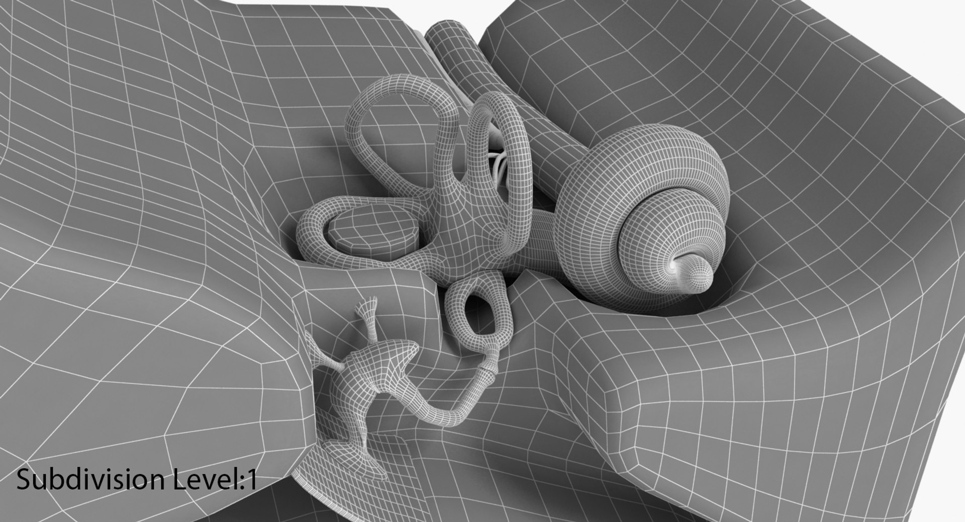 ear anatomy 3d model