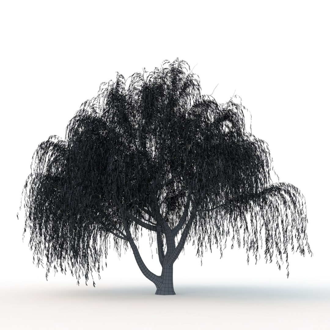 Willow nature tree 3D model - TurboSquid 1445600