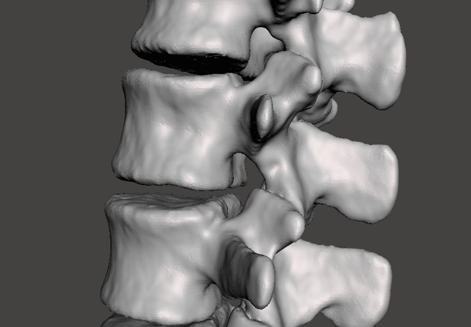 Human Vertebrae 3d Model