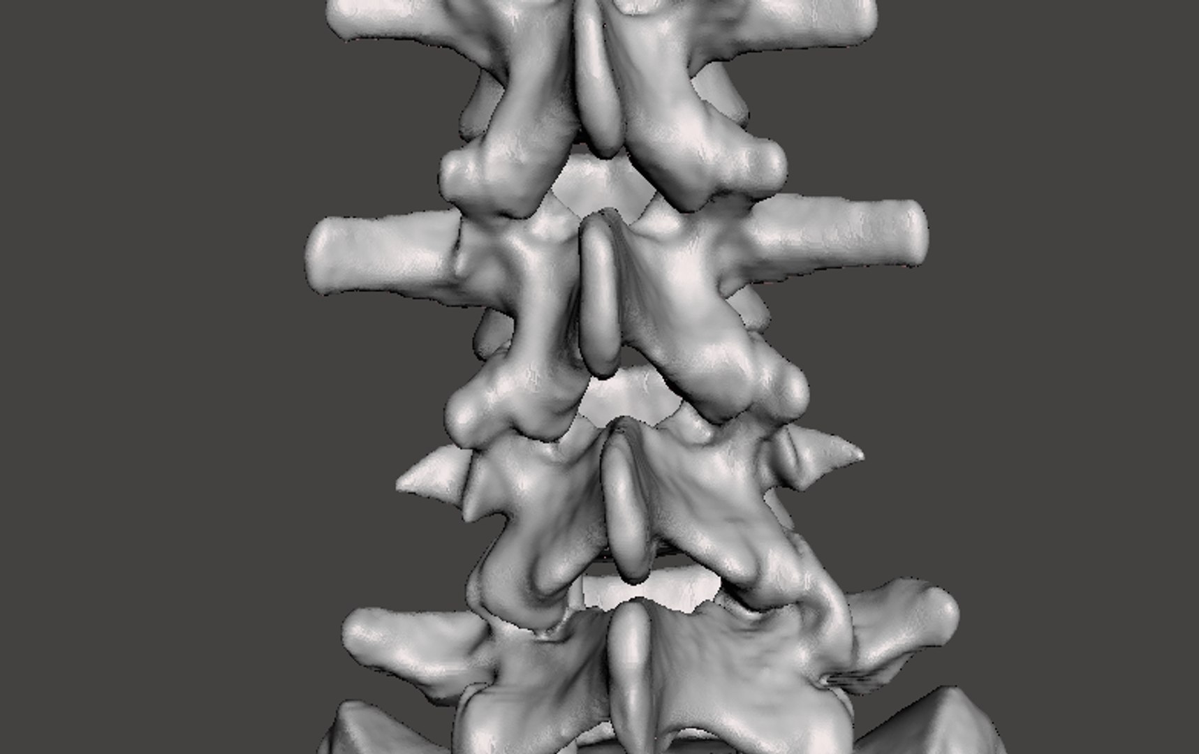 Human Vertebrae 3d Model