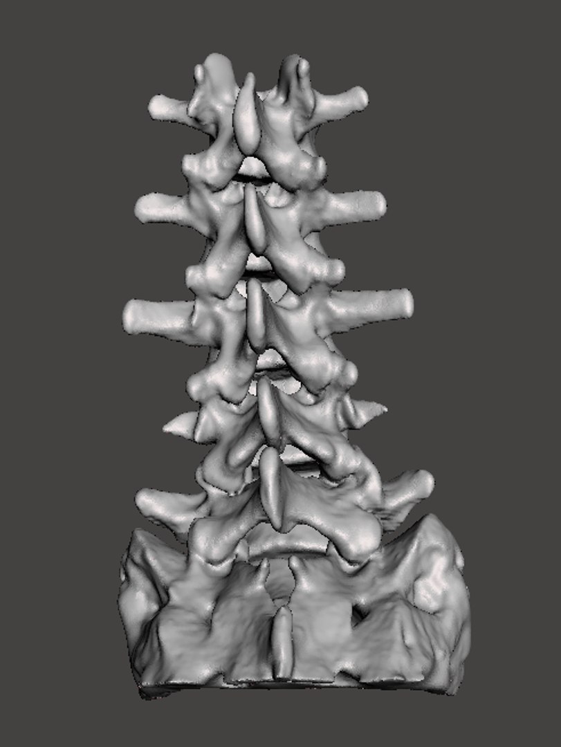 Human Vertebrae 3d Model