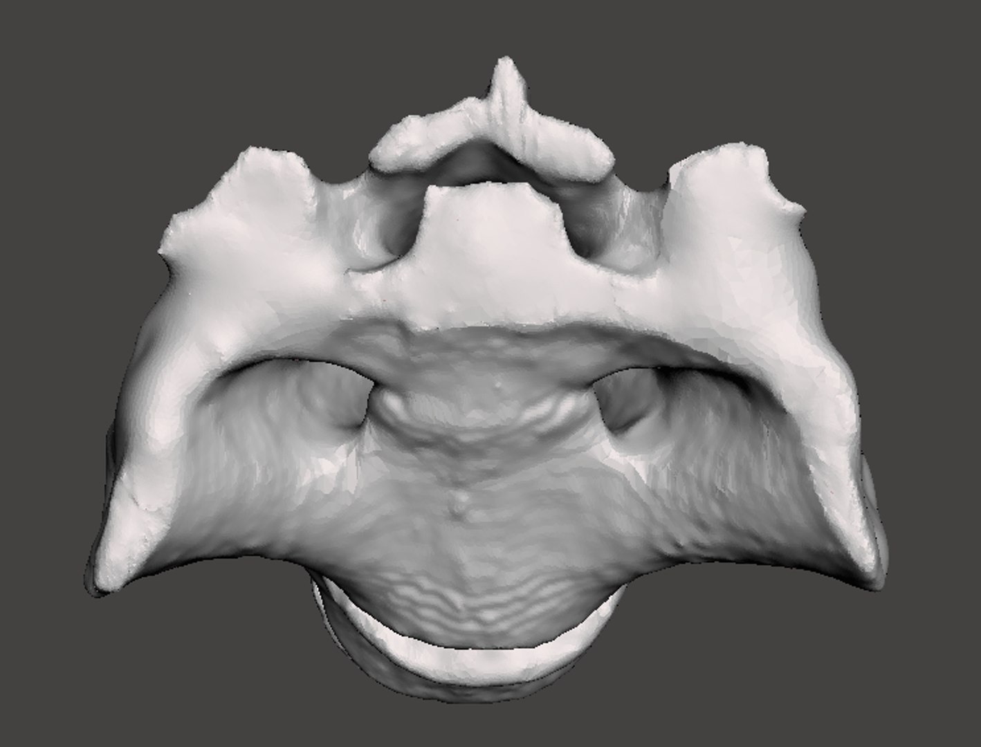 Human Vertebrae 3d Model