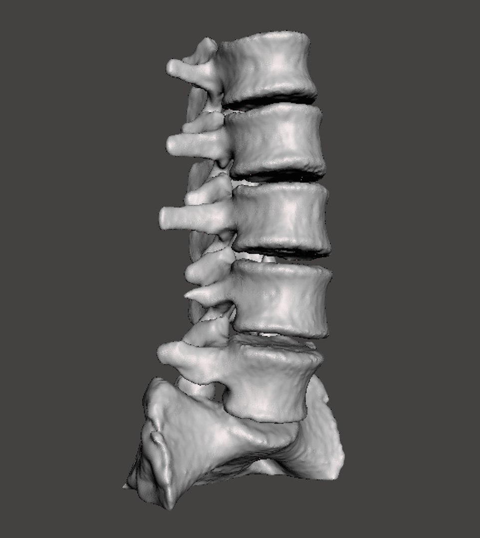 human vertebrae 3d model