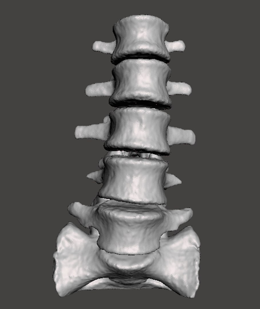Human Vertebrae 3d Model