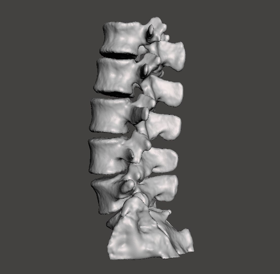 Human Vertebrae 3d Model