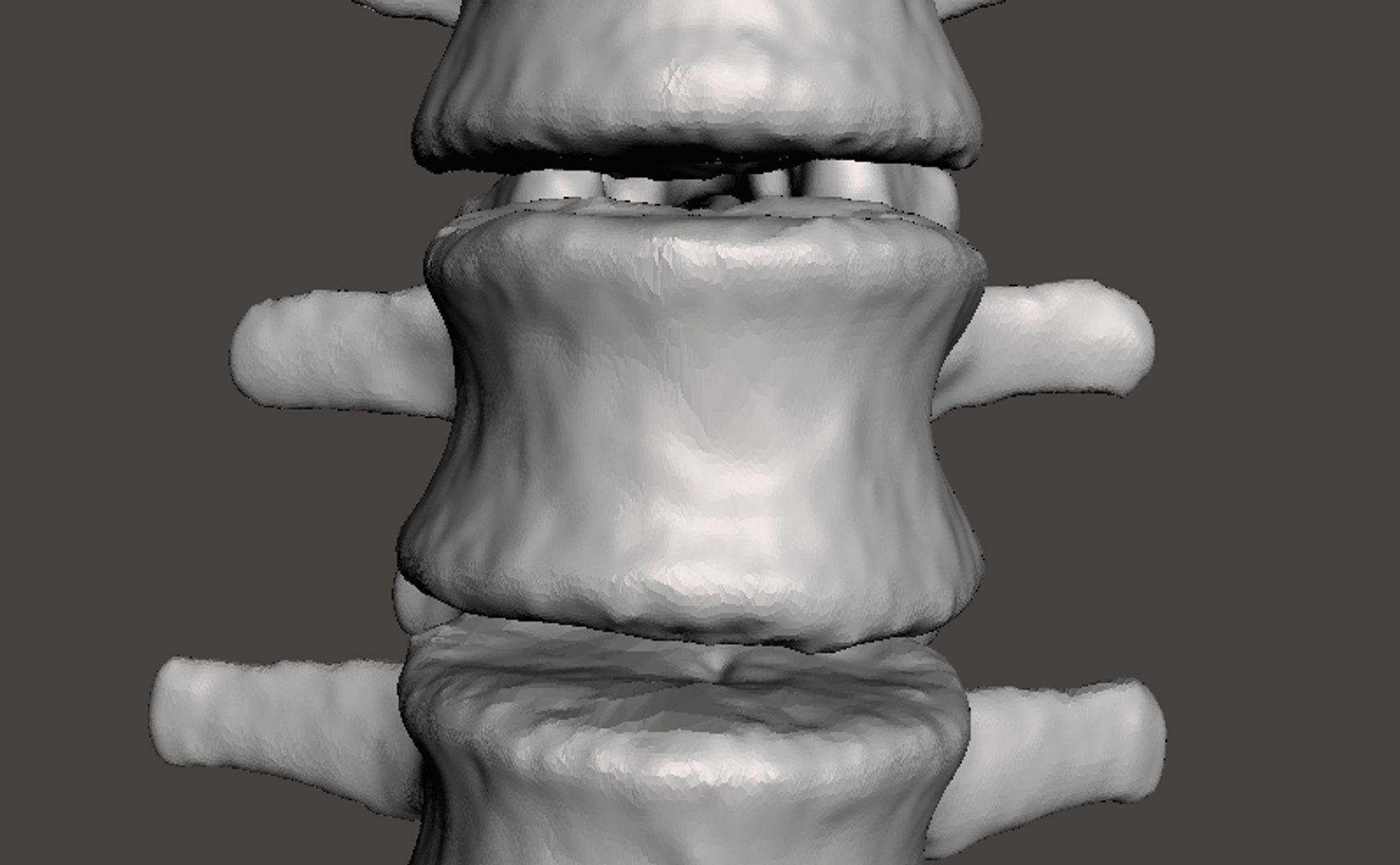 Human Vertebrae 3d Model