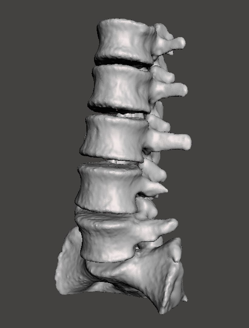 human vertebrae 3d model