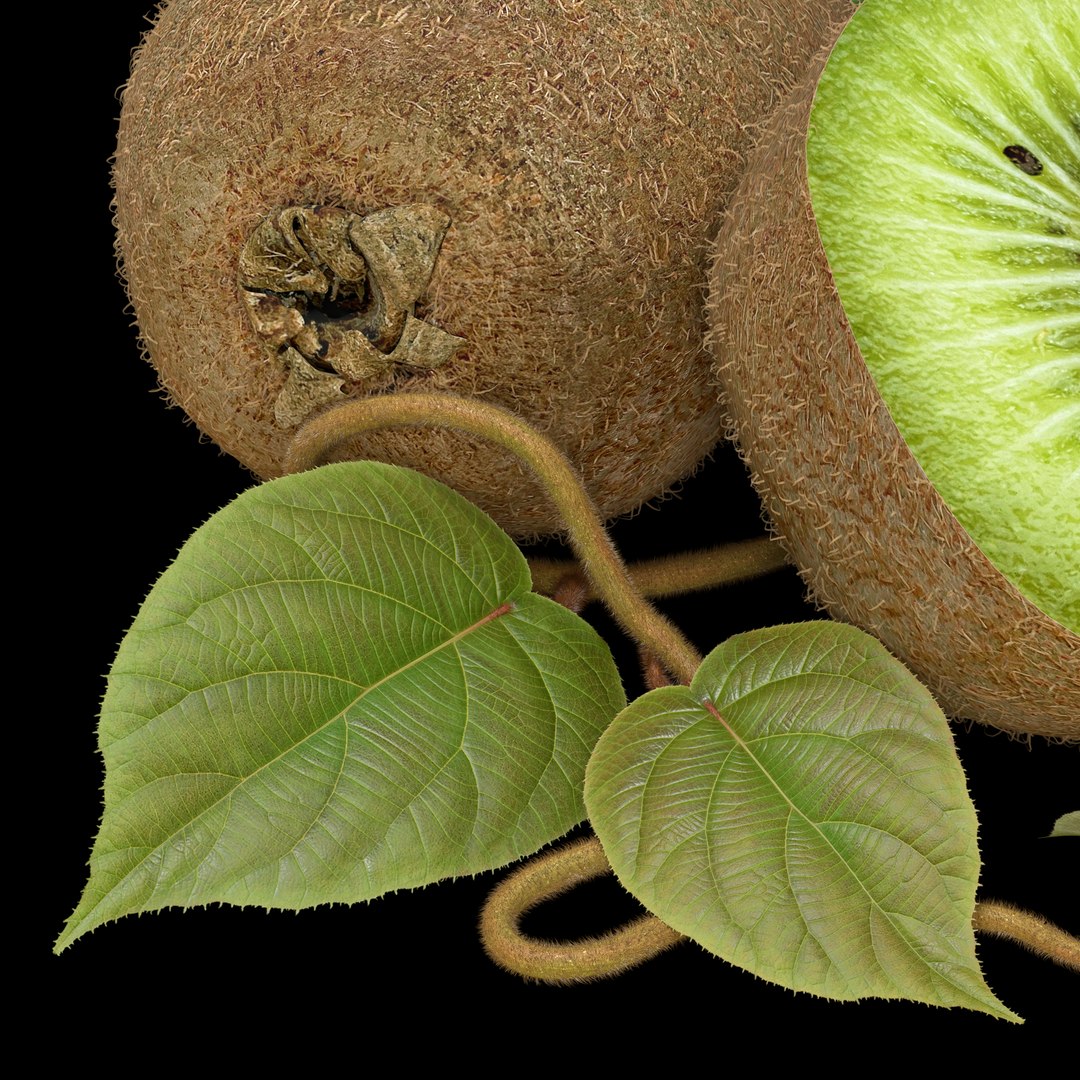 Kiwi Fruit 3D Model - TurboSquid 2198071