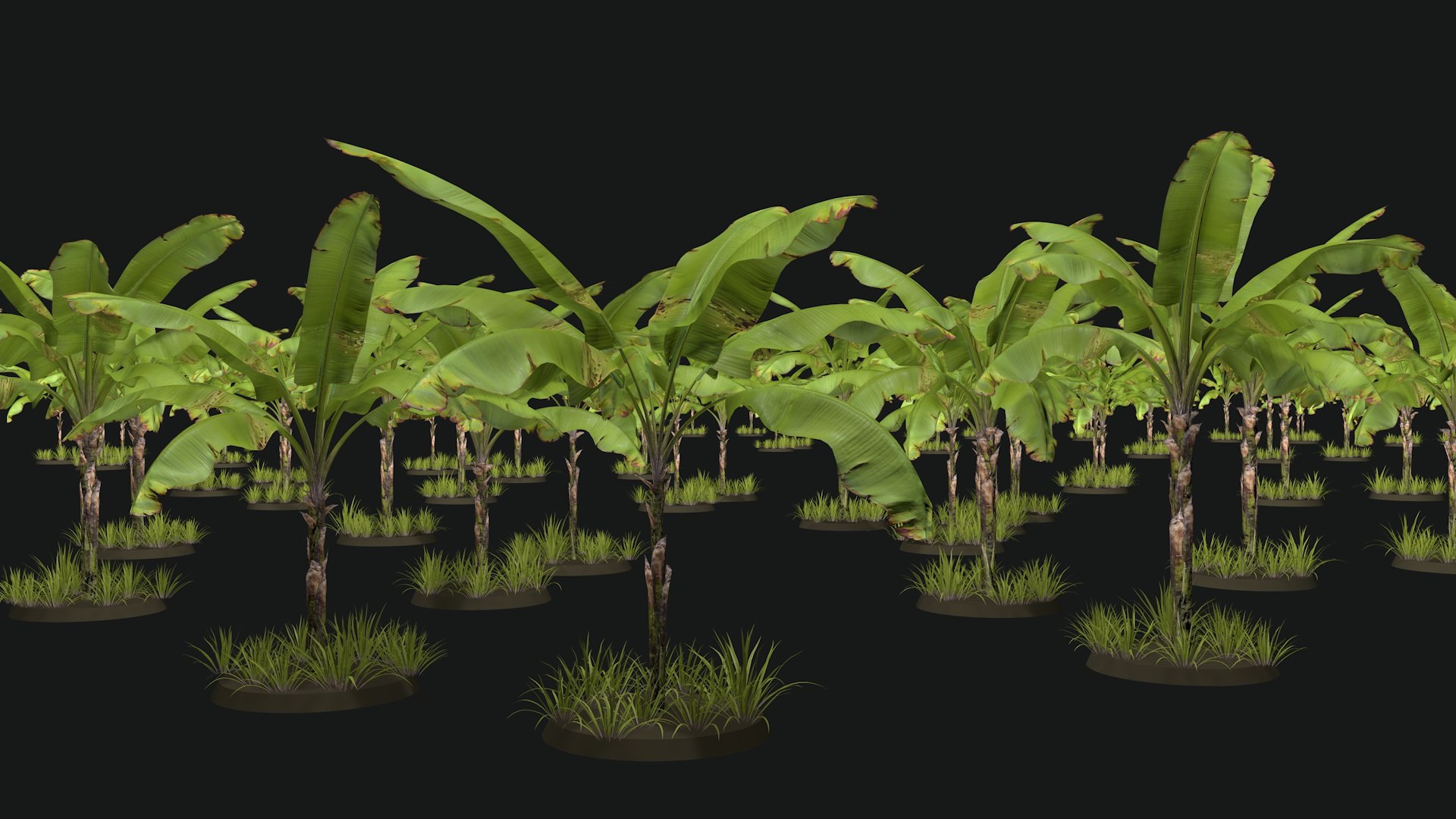 3D 4 Banana Trees - TurboSquid 1708014