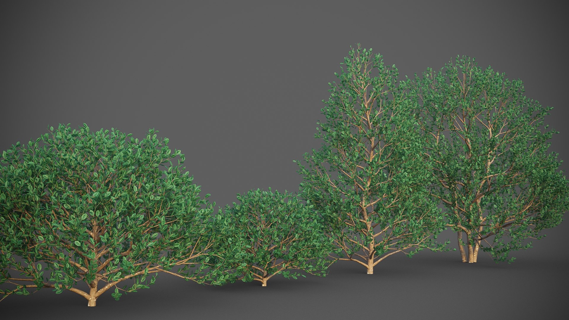 XfrogPlants Tanbark Oak - Notholicarpus Densiflorus 3D Model ...