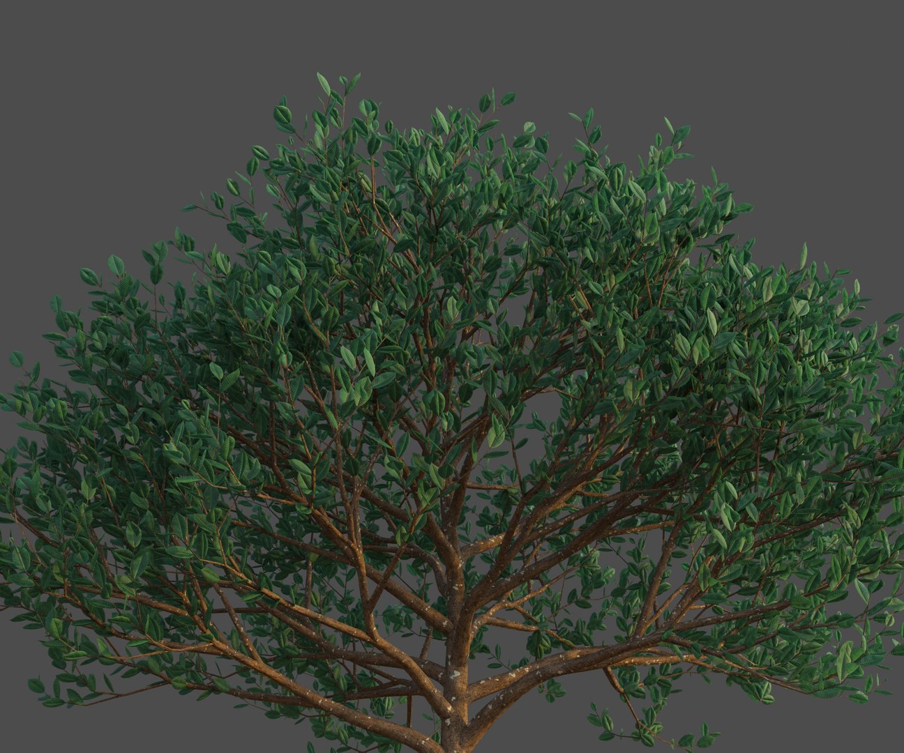 XfrogPlants Tanbark Oak - Notholicarpus Densiflorus 3D Model ...