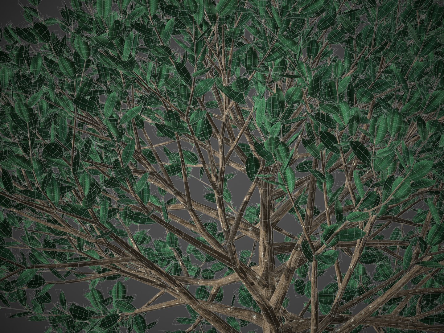 XfrogPlants Tanbark Oak - Notholicarpus Densiflorus 3D Model ...