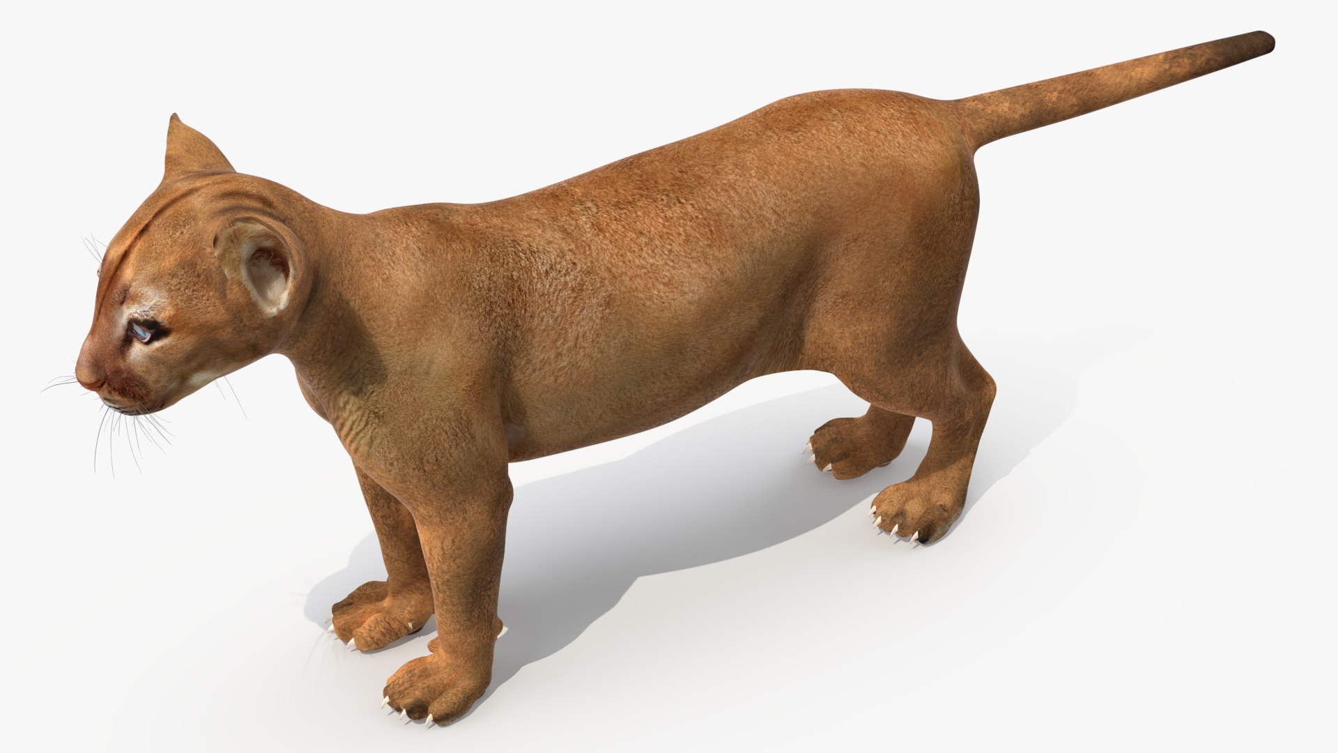 3D Puma Cub Rigged For Maya Model - TurboSquid 2383482