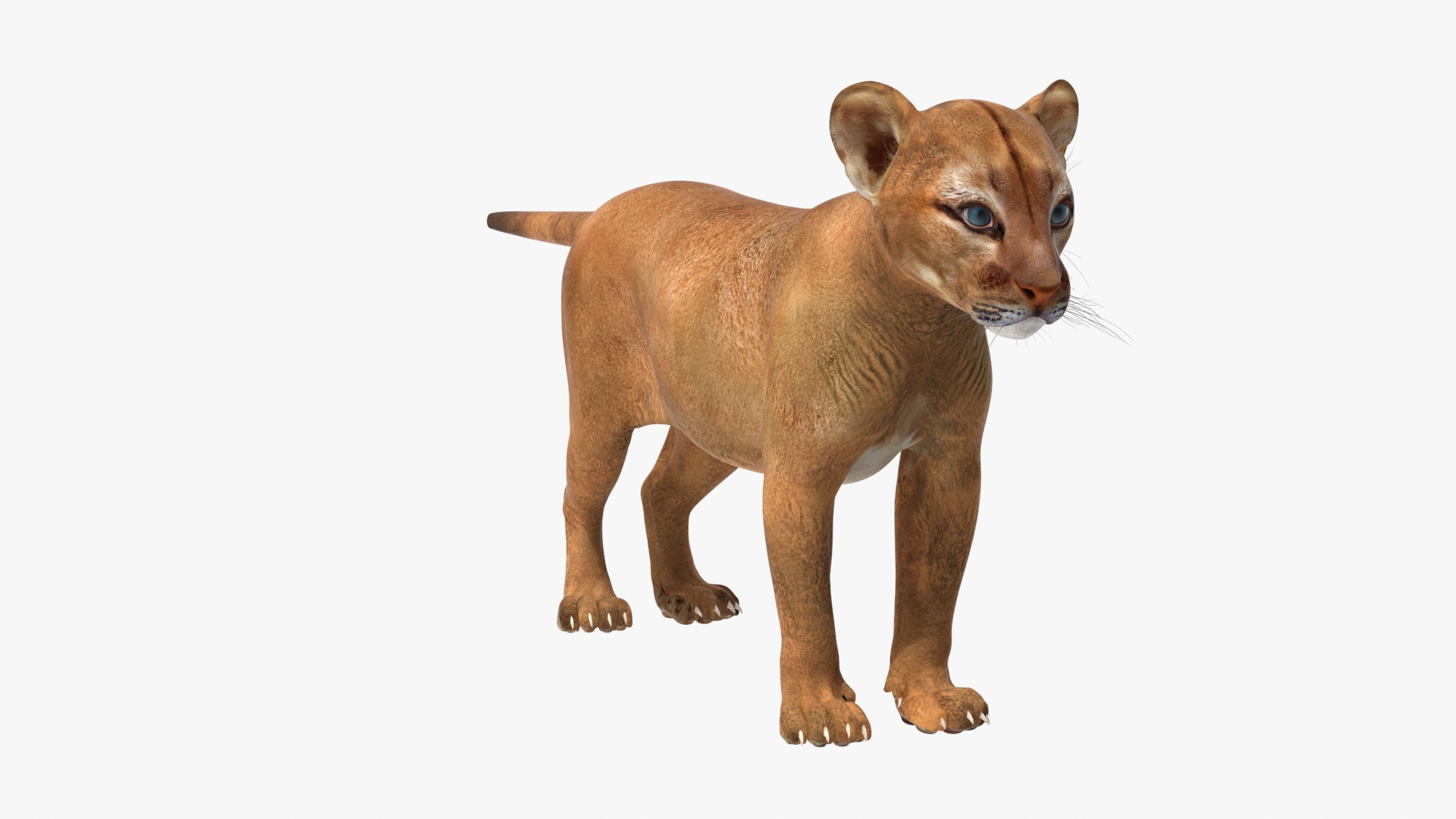 3D Puma Cub Rigged For Maya Model - TurboSquid 2383482