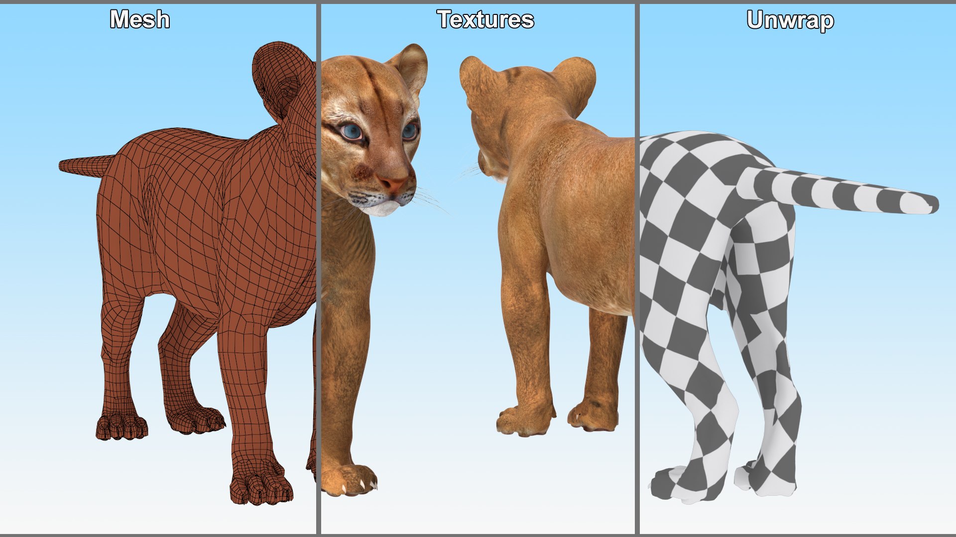 3D Puma Cub Rigged For Maya Model - TurboSquid 2383482
