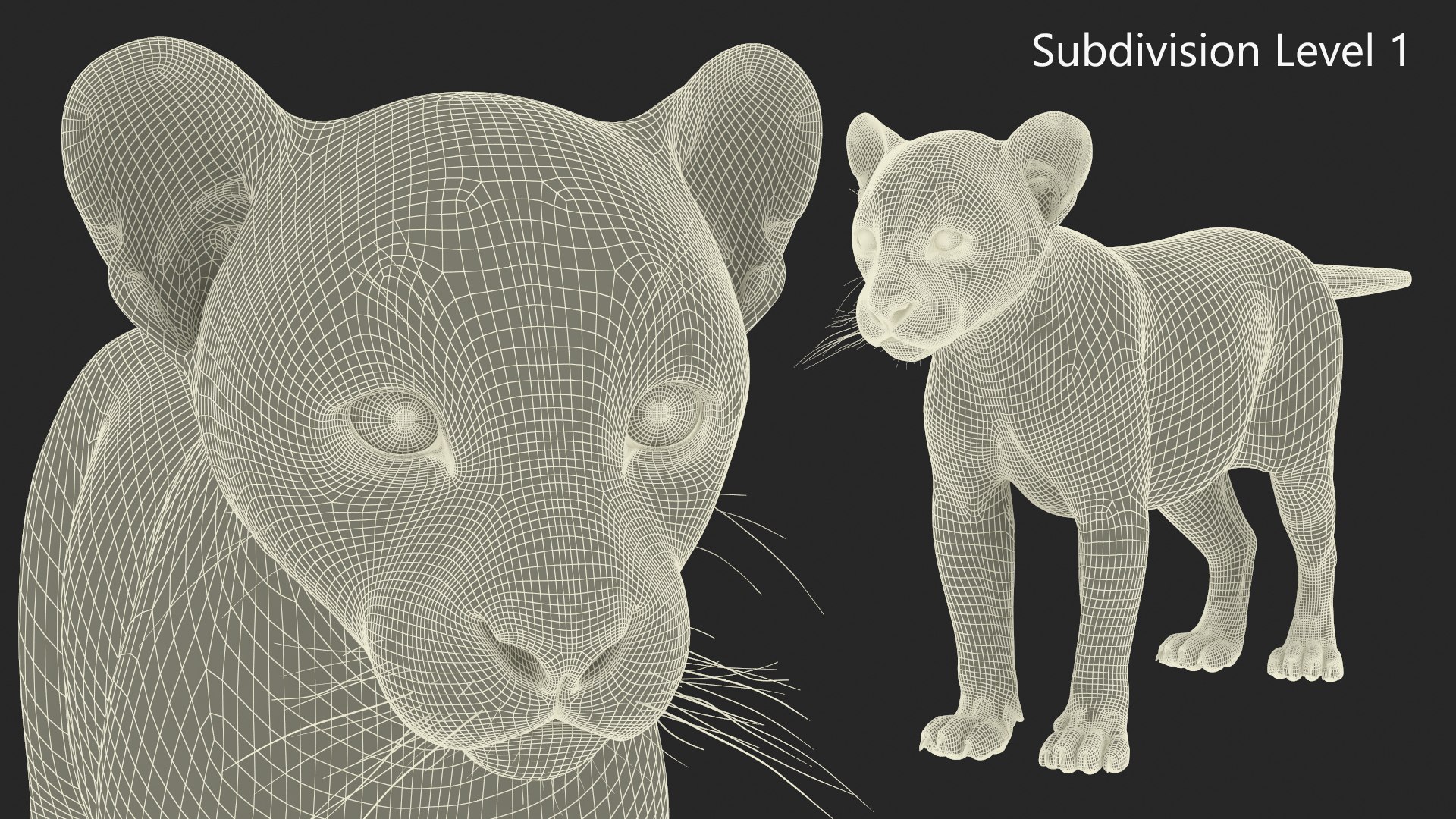 3D Puma Cub Rigged For Maya Model - TurboSquid 2383482
