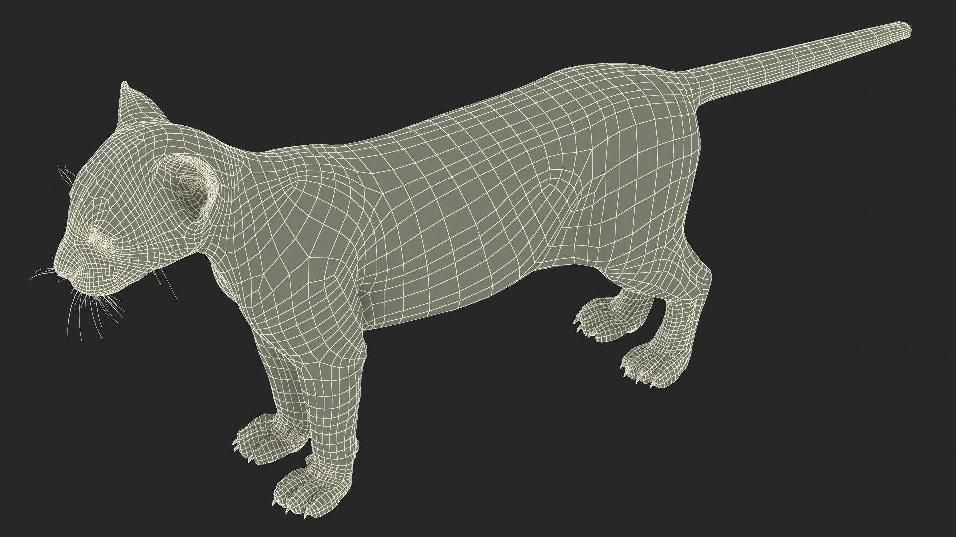 3D Puma Cub Rigged For Maya Model - TurboSquid 2383482