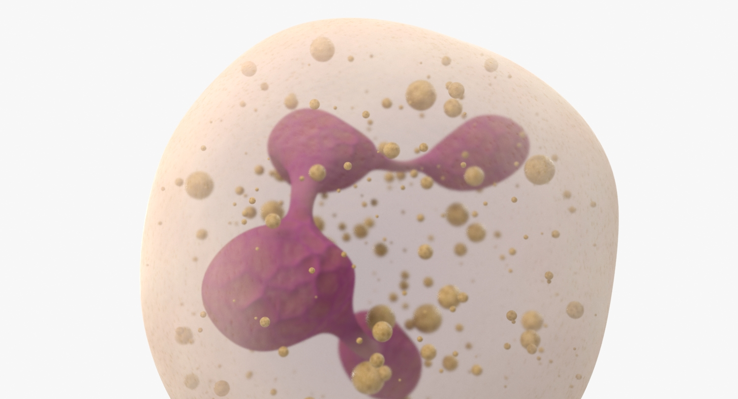 White blood cell neutrophil model - TurboSquid 1326881
