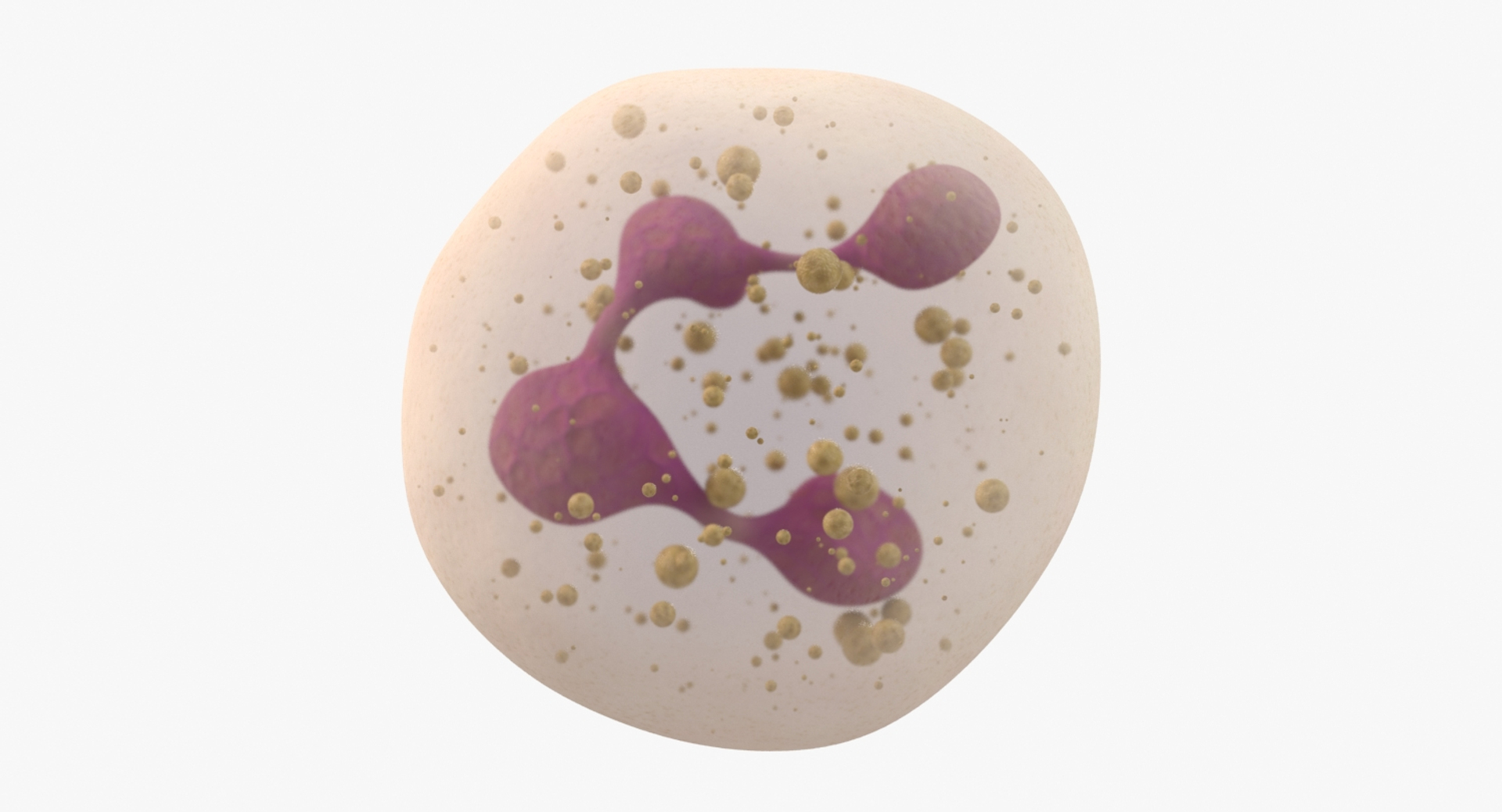 White Blood Cell Neutrophil Model - TurboSquid 1326881