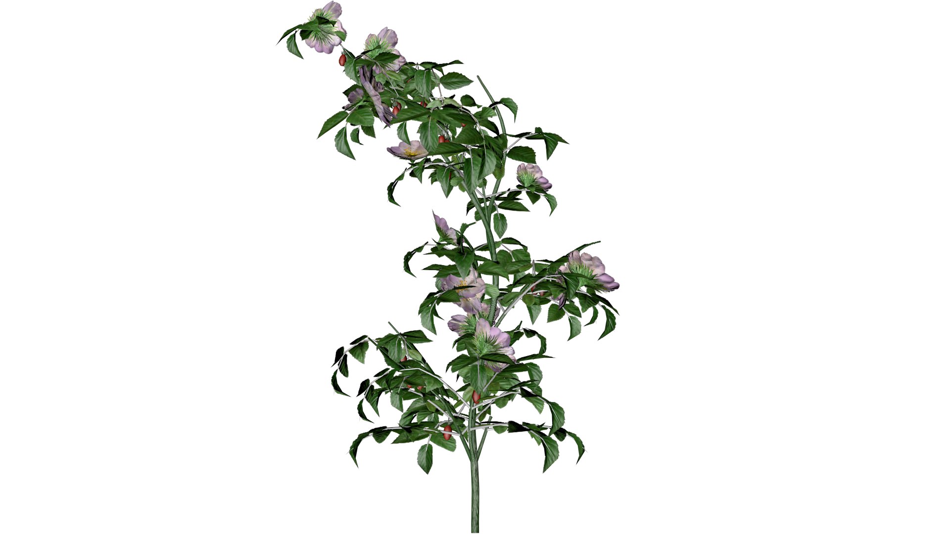 3D Dog Rose Plant - 05 - - TurboSquid 2372689
