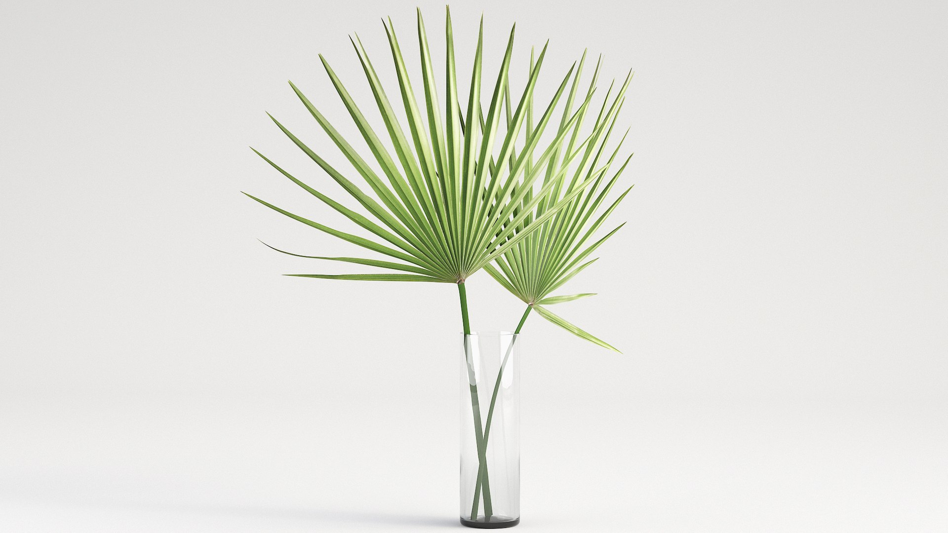 3D Palm Model - TurboSquid 1629332
